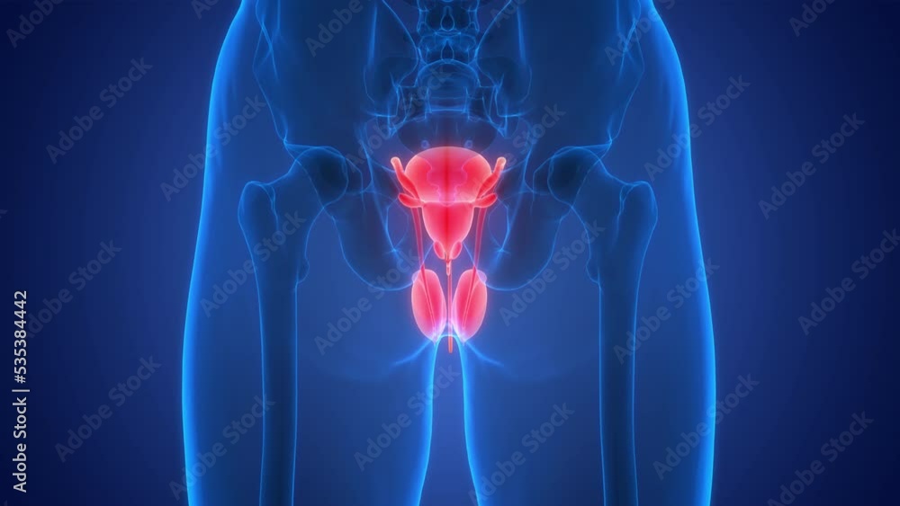 Male Reproductive System Anatomy Animation Concept Stock Video | Adobe ...