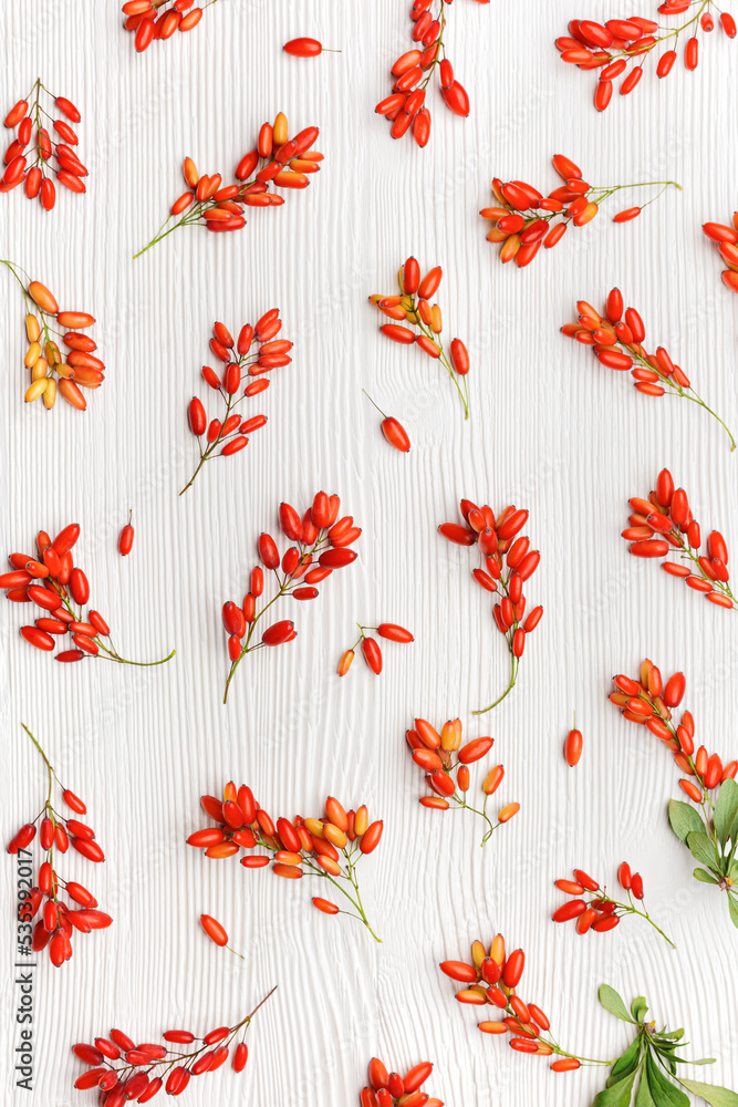 Barberry branches with red berry and green leaves as minimal vertical ...