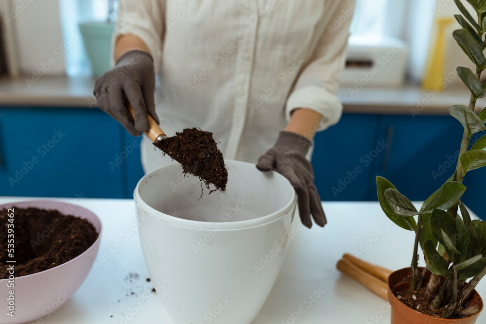 Person potting a plant into a white pot Stock Photo | Adobe Stock