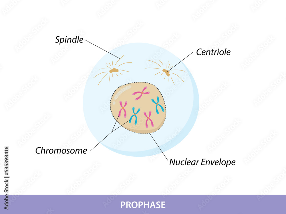 Prophase. The First Stage of Mitosis Stock Vector | Adobe Stock