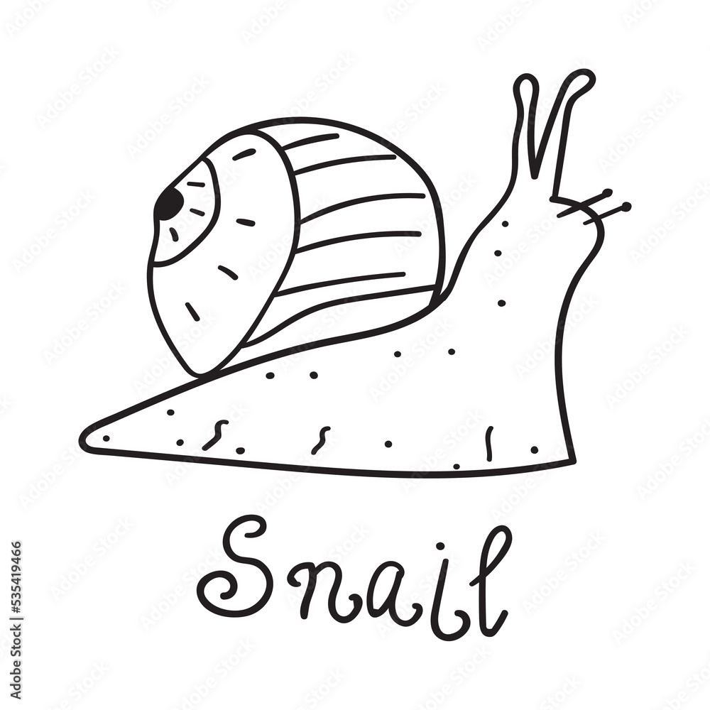 Snail. Outline vector illustration on white background. Stock Vector ...