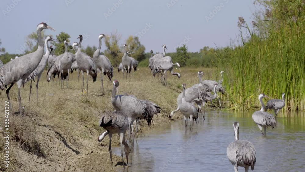 Crane Bird Drinks Water From River Stock Video | Adobe Stock