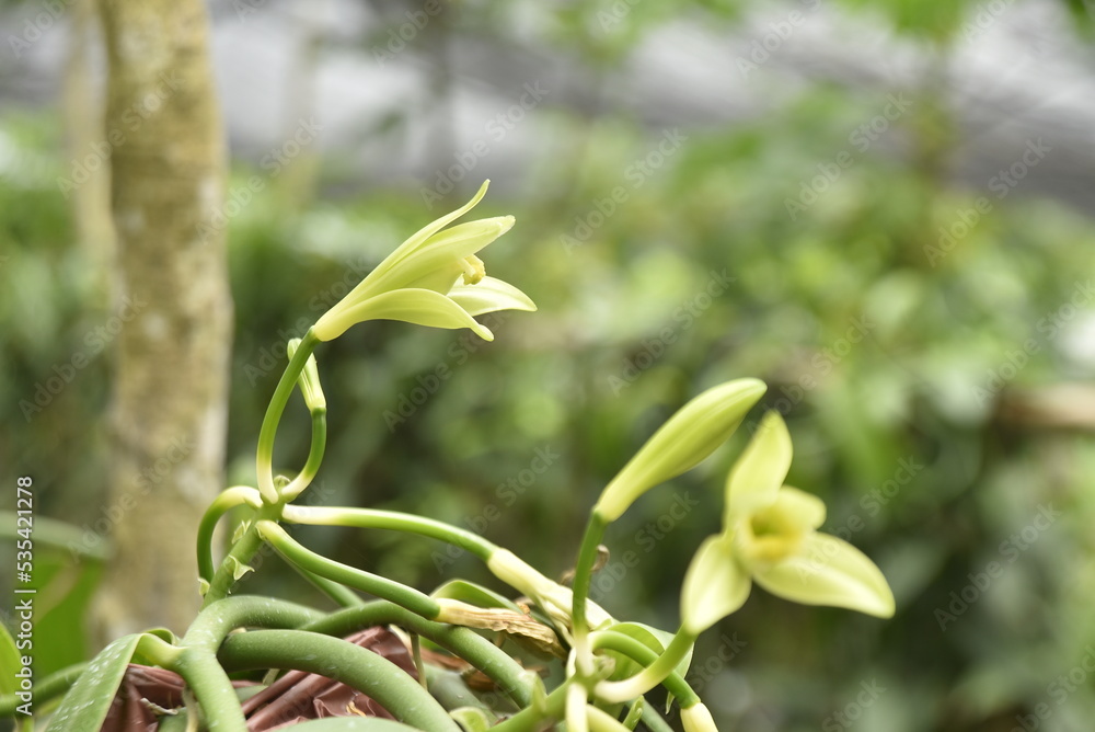 planta y flor de vainilla planifolia, es una orquídea que da un fruto ...