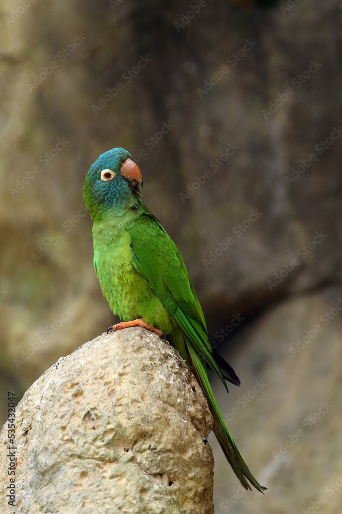 The blue-crowned parakeet, blue-crowned conure, or sharp-tailed conure ...