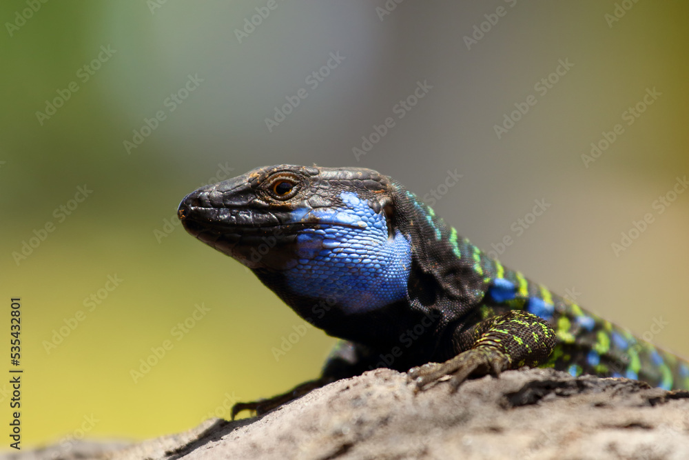 Gallotia galloti or Gallot's lizard or Tenerife lizard sometimes ...