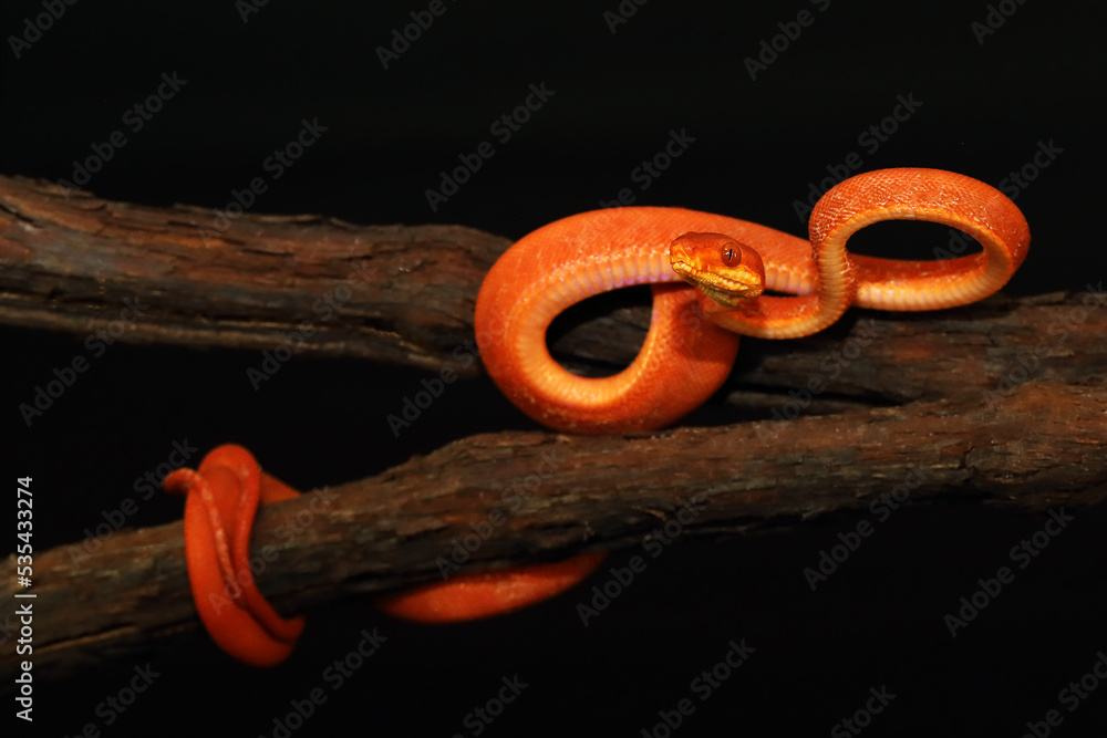 Corallus hortulana or Corallus enydris, a young snake on a tree with a ...