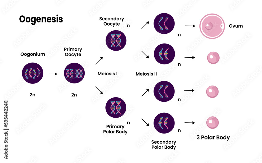 Structure of Oogenesis diagram. Process of cell division. Female ...