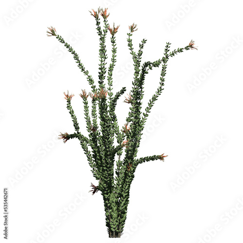 Ocotillo Flower Drawing