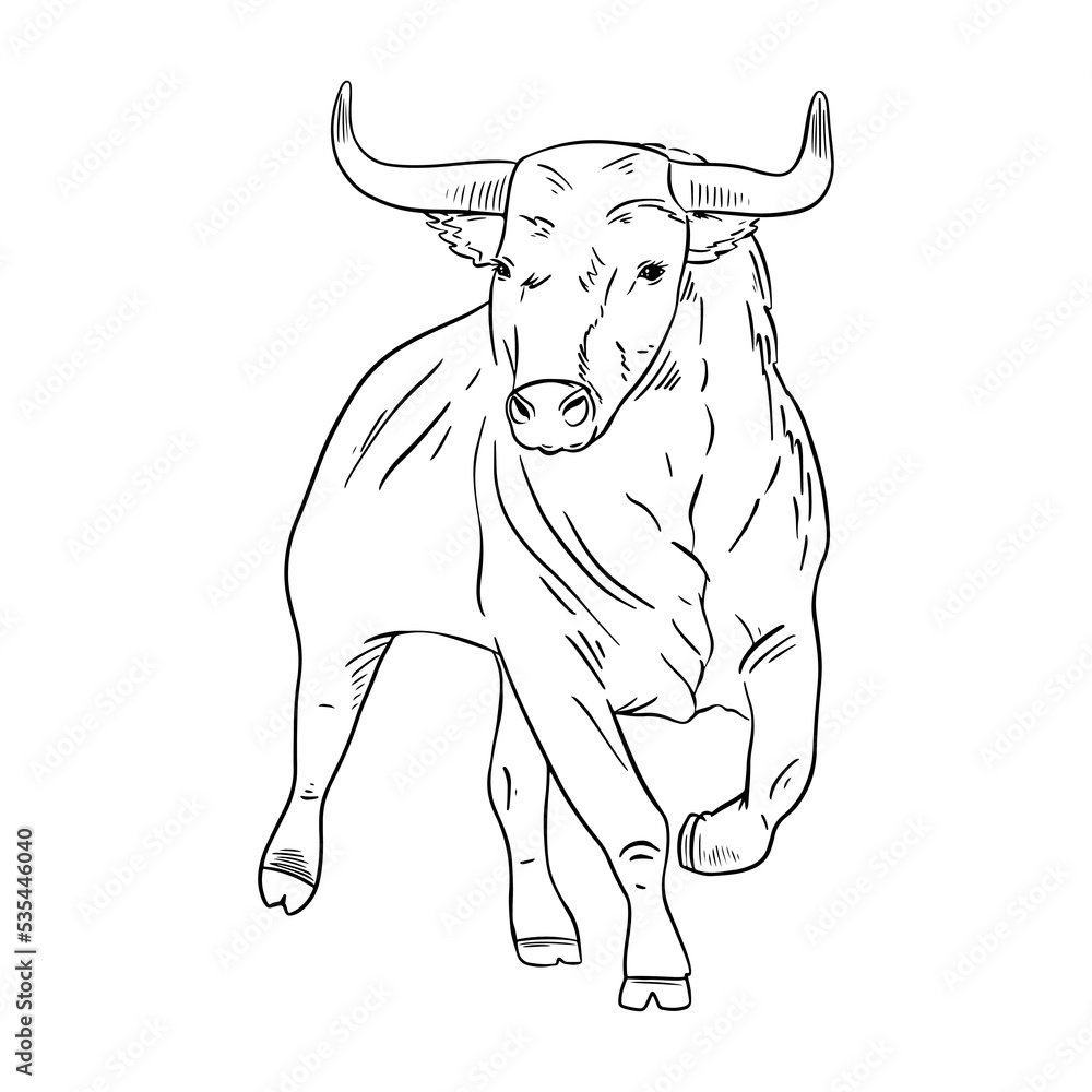 Bull outline vector illustration. Isolated vector illustration. Stock ...
