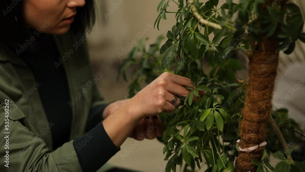 Woman pruning of dry leaves on Schefflera House plant, Umbrella Plant ...