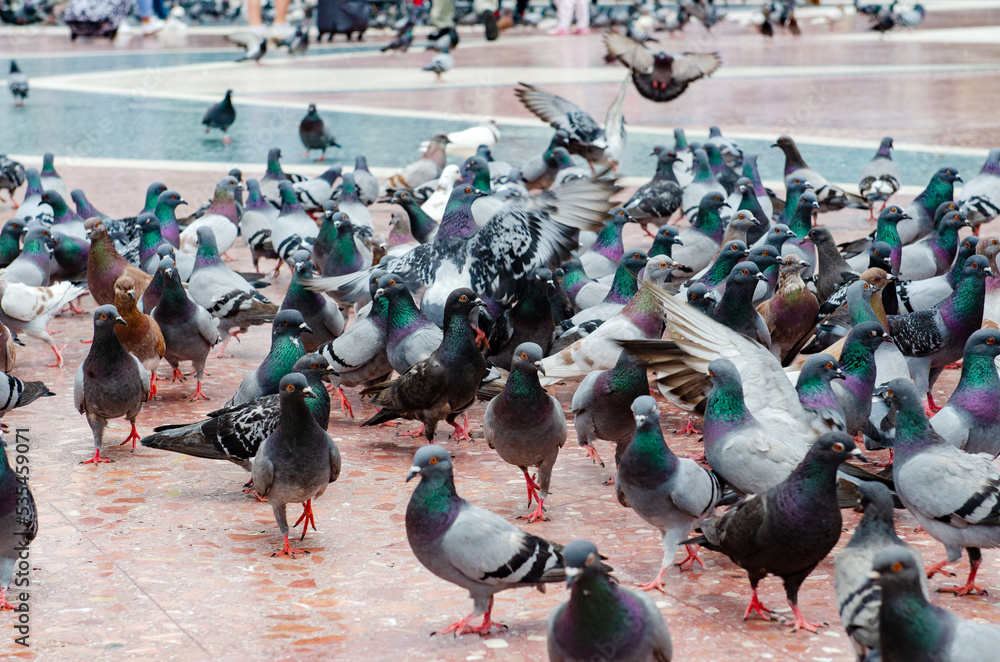 Many pigeons in the city square. Crowd of pigeon on the walking street ...