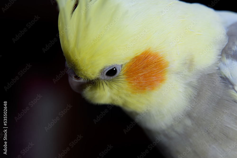 Cockatiel corella parrot portrait, Cute Curious Cockatiel Close up ...