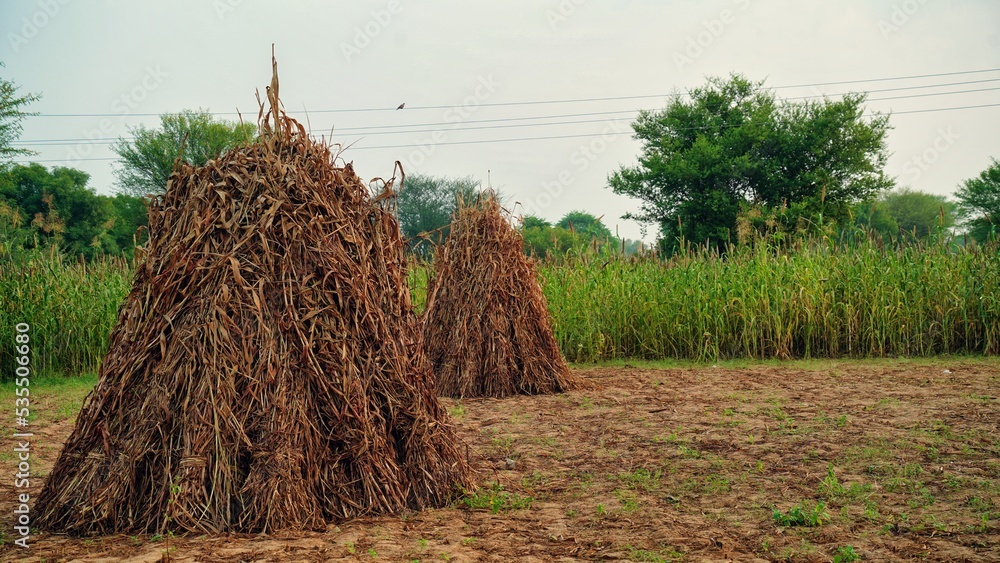 Hay pile isolated on an agriculture farm and farming symbol of harvest ...