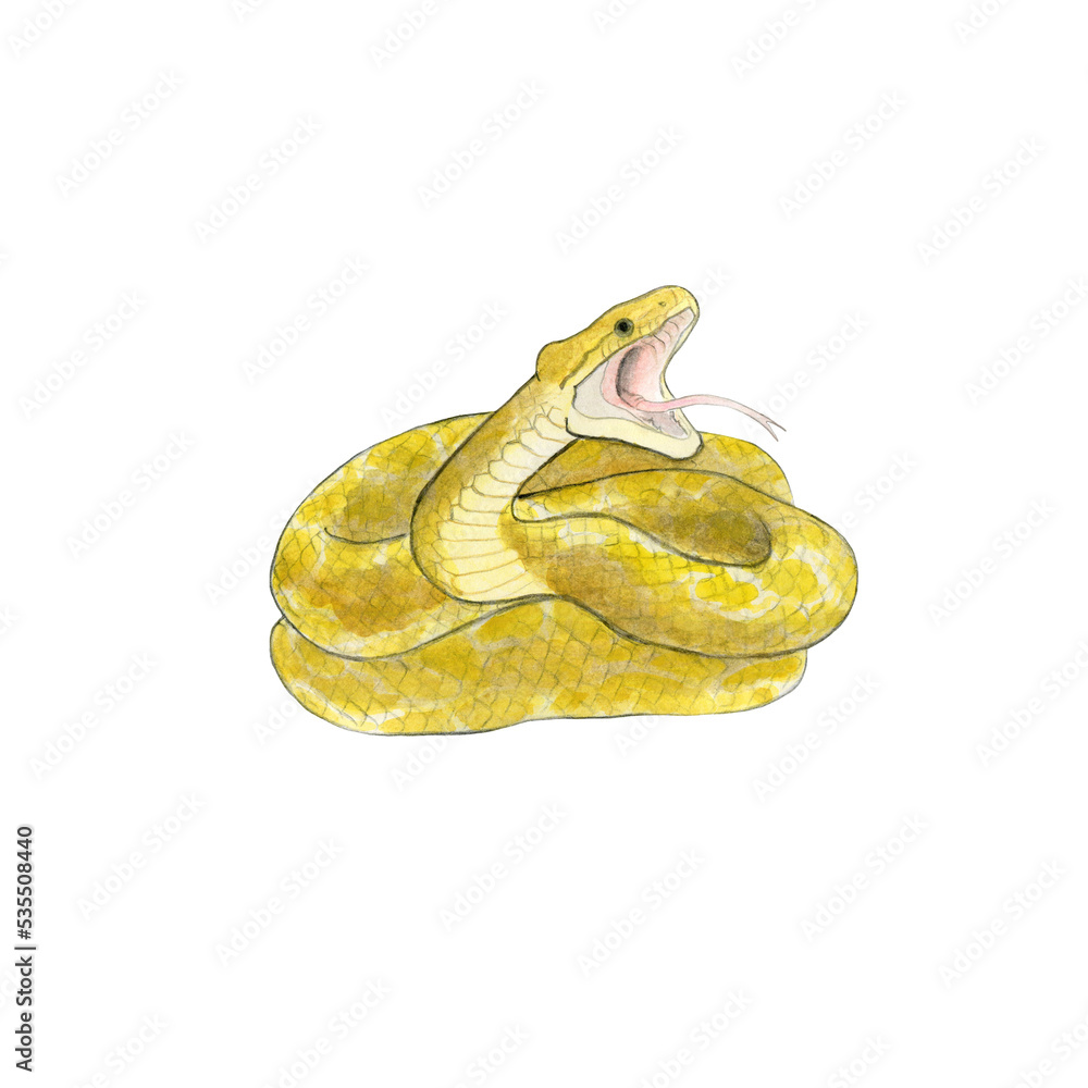 Watercolor drawing of nonvenomous snakes. Python. Wild reptile. On ...