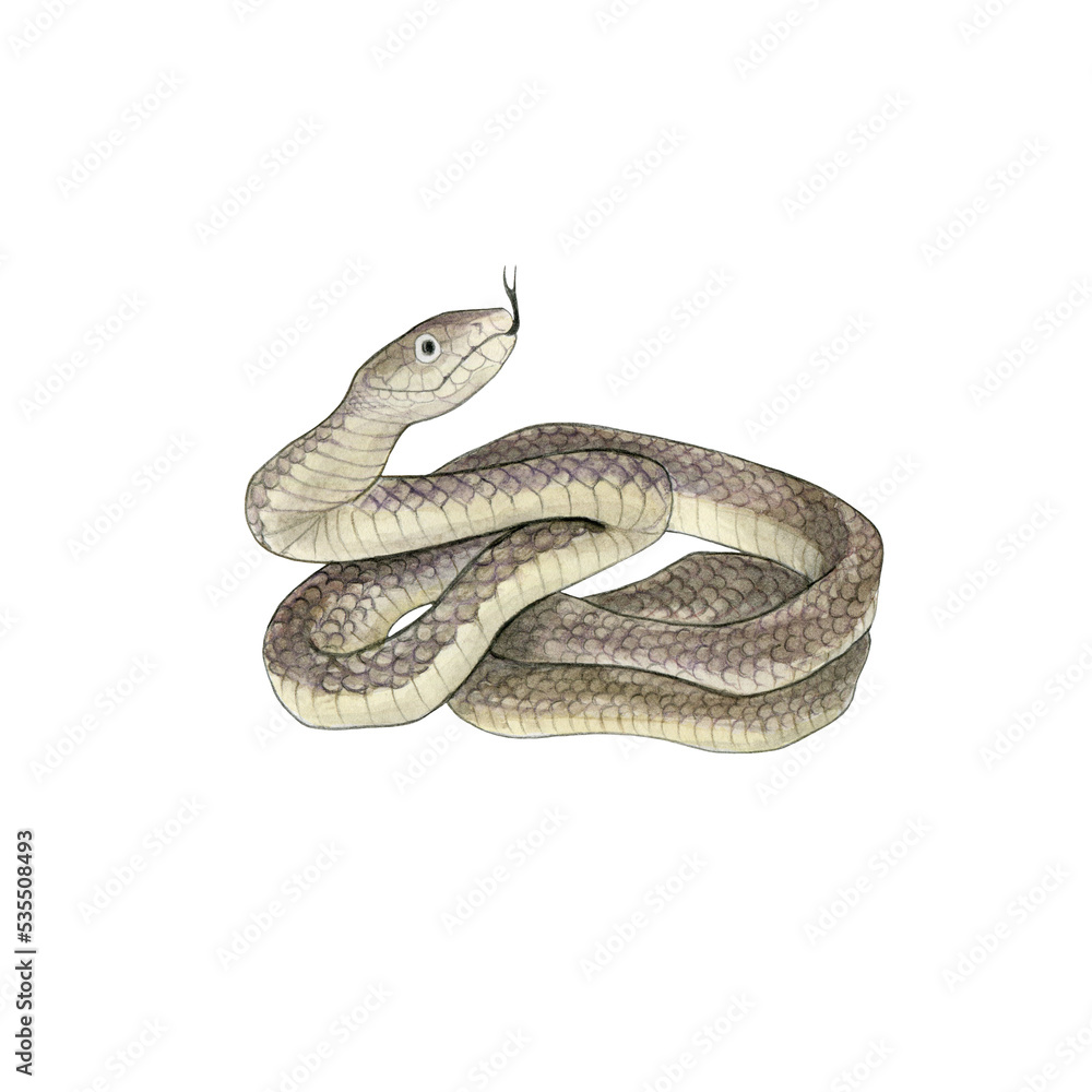 Watercolor drawing of venomous snakes black mamba. Wild reptile. On ...