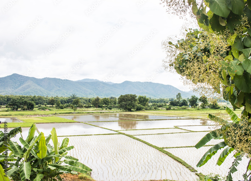 Rice paddy in the beginning of rice planting. Rural rice field scenery ...