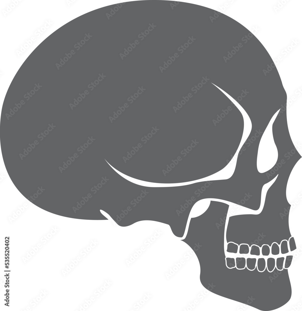 Human skull side view. Head anatomy icon Stock Vector | Adobe Stock