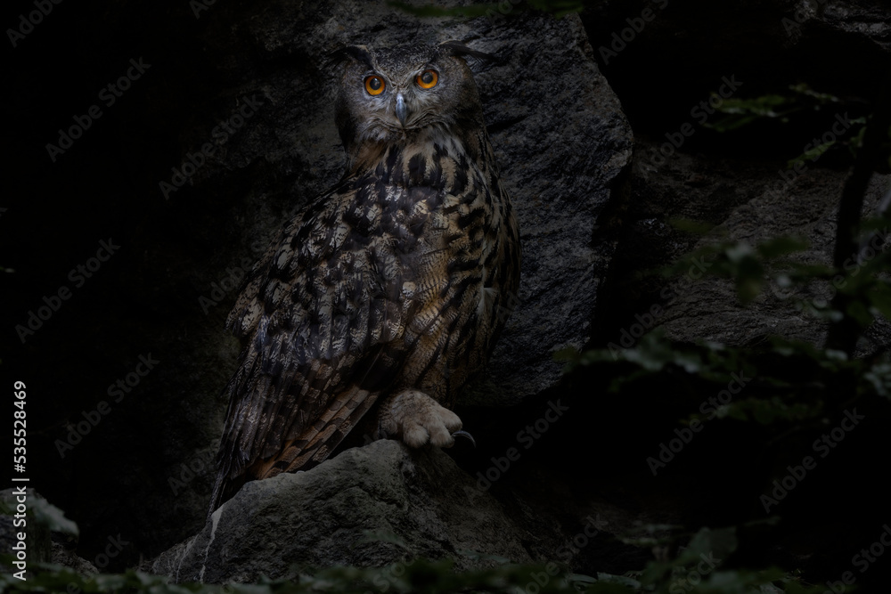 Uhu Stock Photo | Adobe Stock