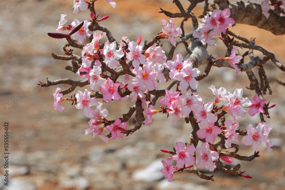 Bottle tree in bloom - adenium obesum - endemic tree of Socotra Island ...