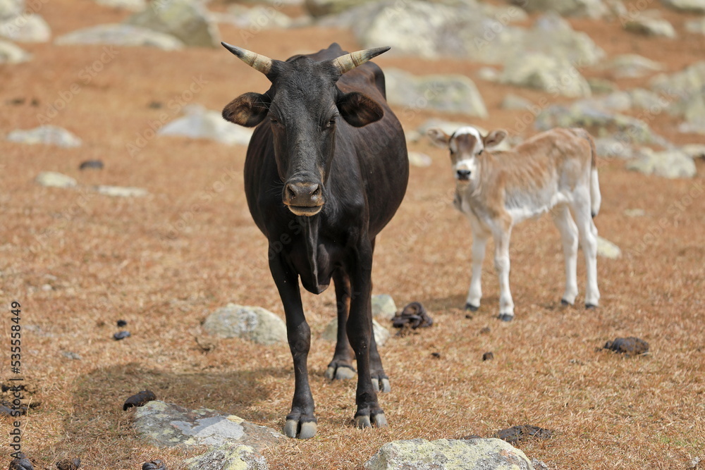 Photo & Art Print Dwarf cow with a calf, Socotra Island, Yemen ...