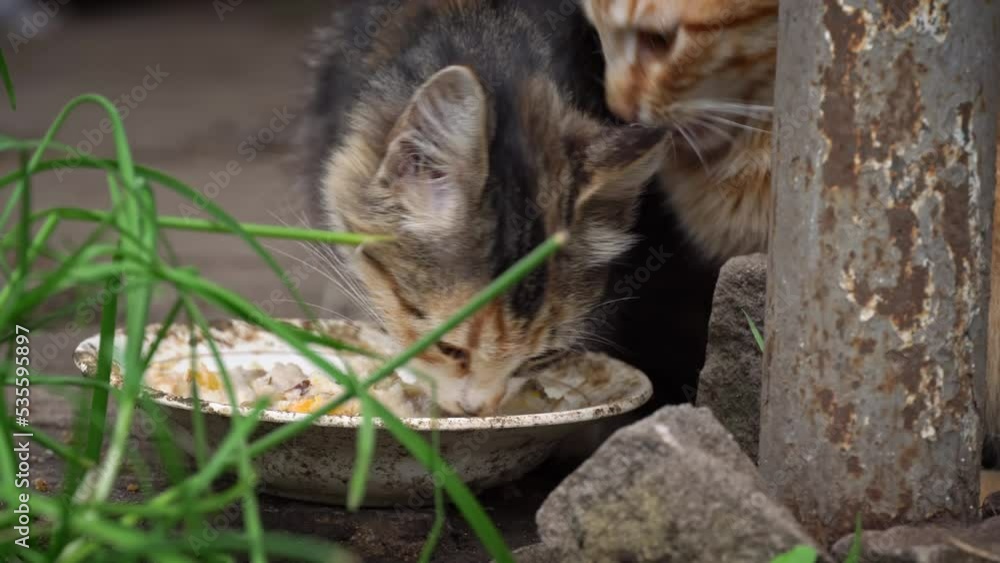Homeless dirty kittens eat leftovers from a dirty plate on the street ...
