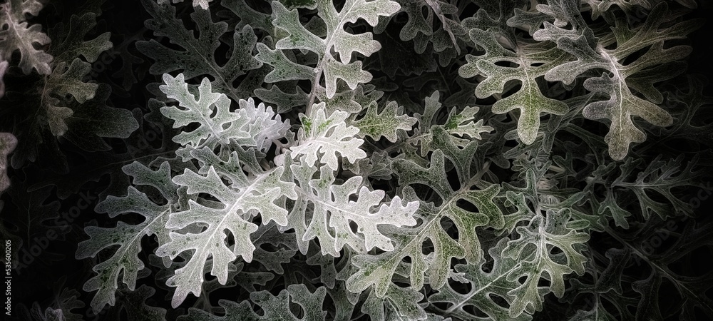 Jacobaea maritima. Yakobeya primorskaya. The cross is ashen. Aster semi ...