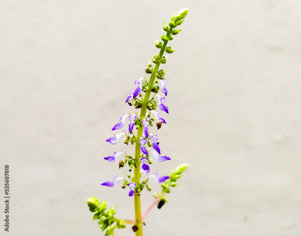 coleus flower isolated on white background, also known as Plectranthus ...