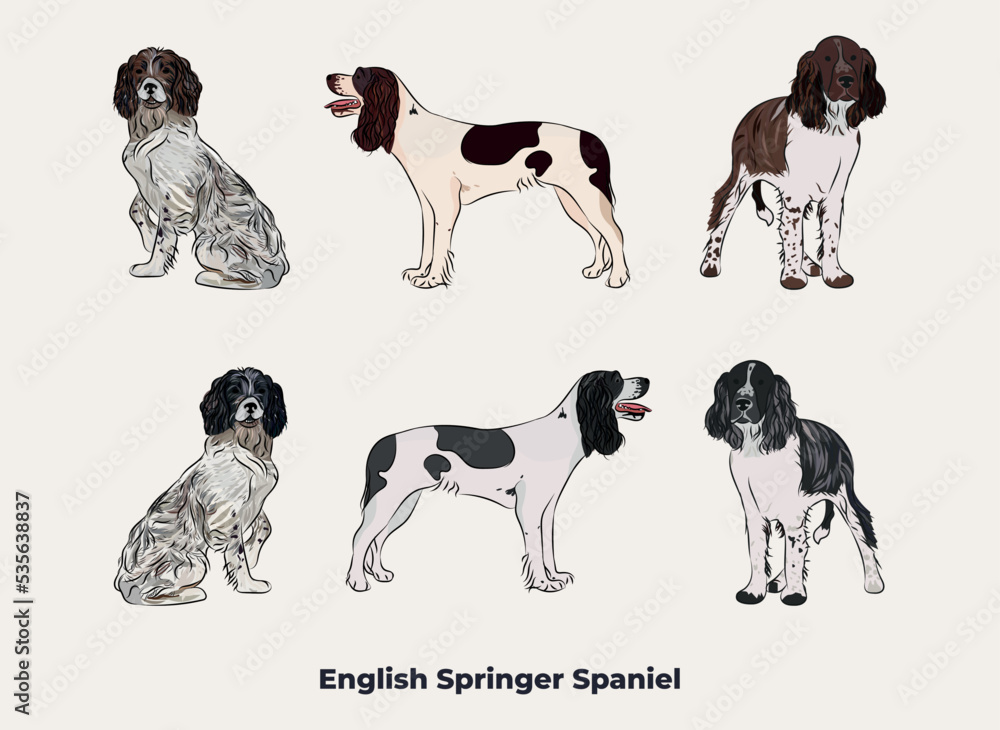 English Springer Spaniel breed, dog pedigree drawing. Cute dog ...