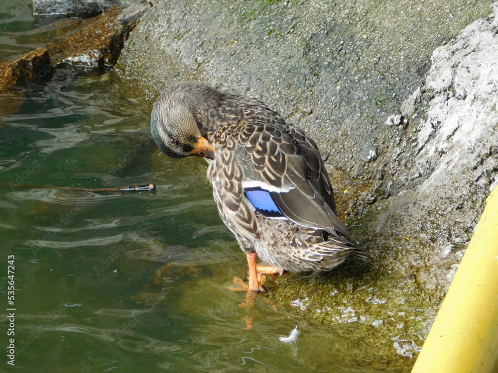 pair mallard duck foraging mallard Anas platyrhynchos abundant “wild ...
