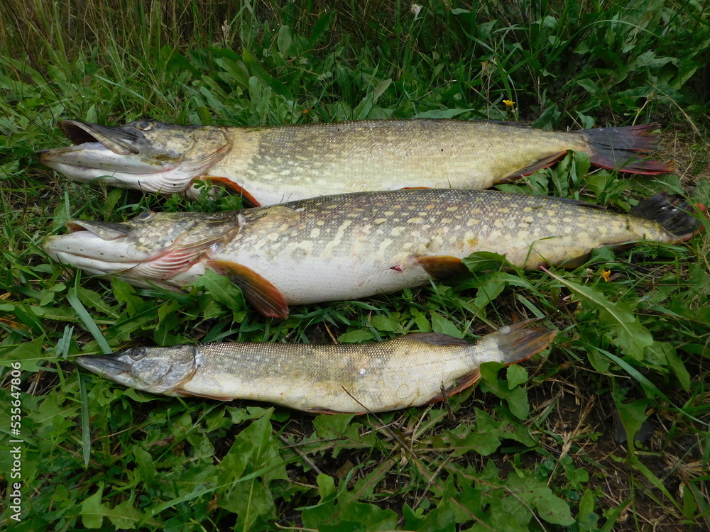 northern pike esox lucius in a freshwater reservoir predatory fish ...