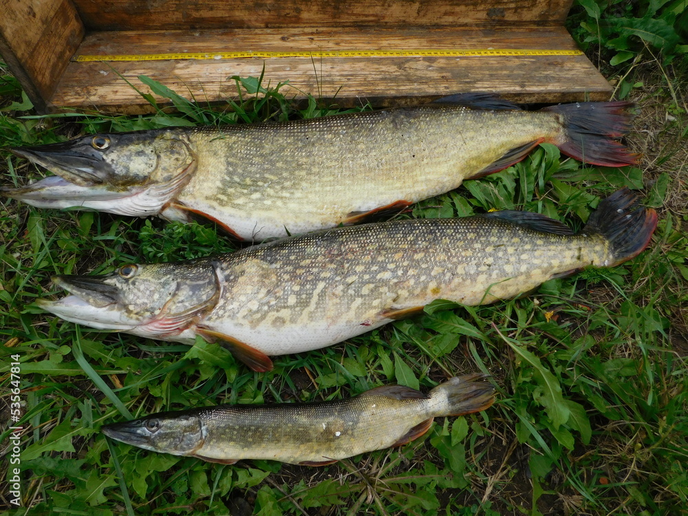 northern pike esox lucius in a freshwater reservoir predatory fish ...
