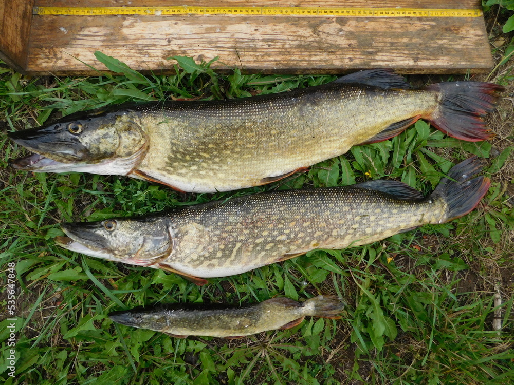 northern pike esox lucius in a freshwater reservoir predatory fish ...