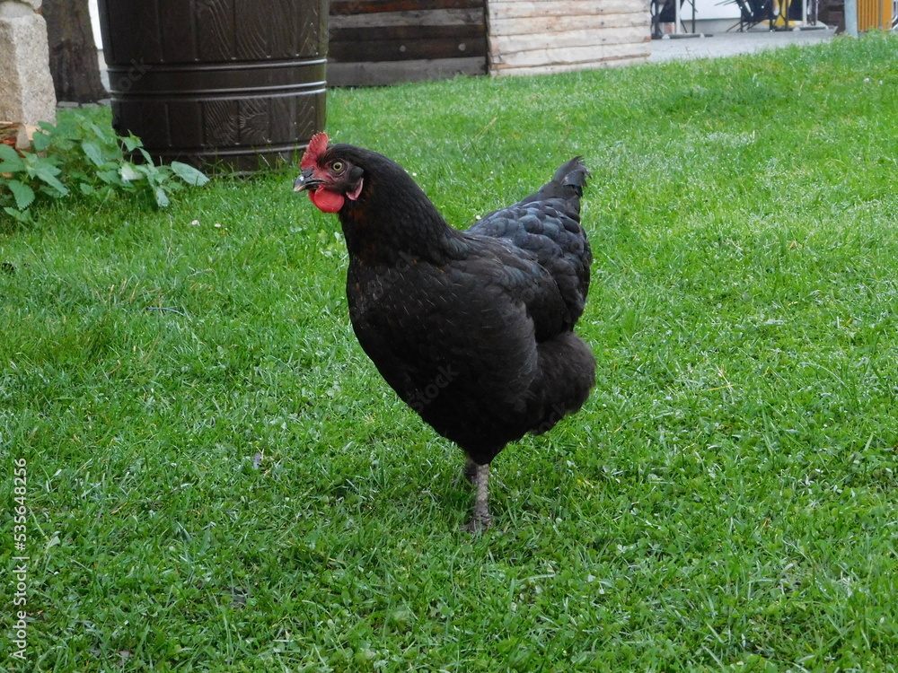 breed of chicken. It was developed in the United States from birds ...