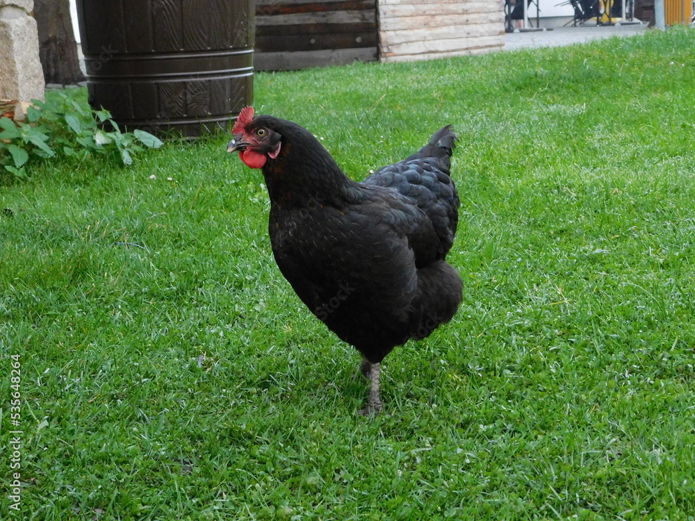breed of chicken. It was developed in the United States from birds ...