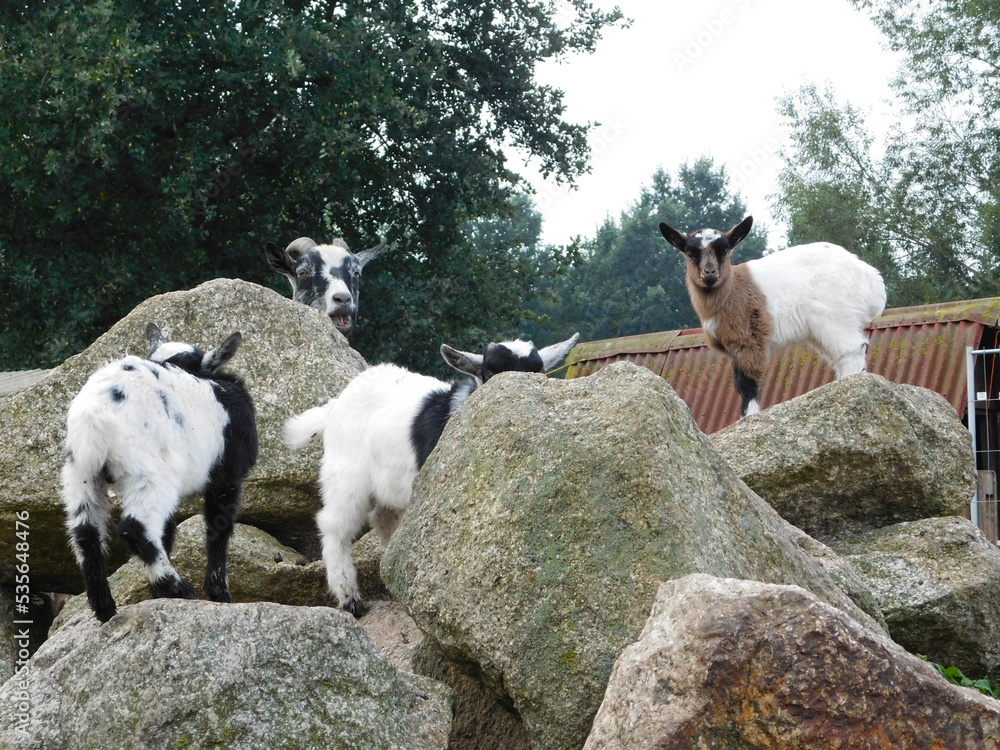 goat Capra hircus is a domesticated species of goat-antelope typically ...
