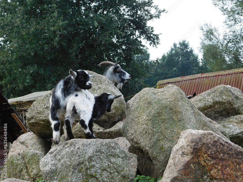 goat Capra hircus is a domesticated species of goat-antelope typically ...