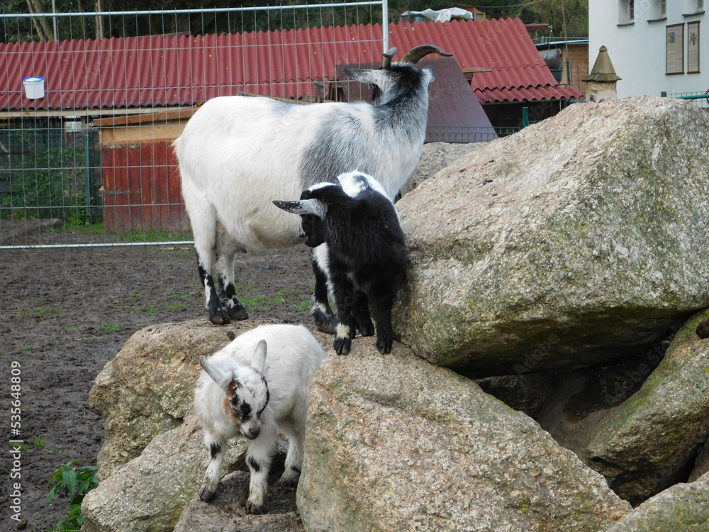 goat Capra hircus is a domesticated species of goat-antelope typically ...