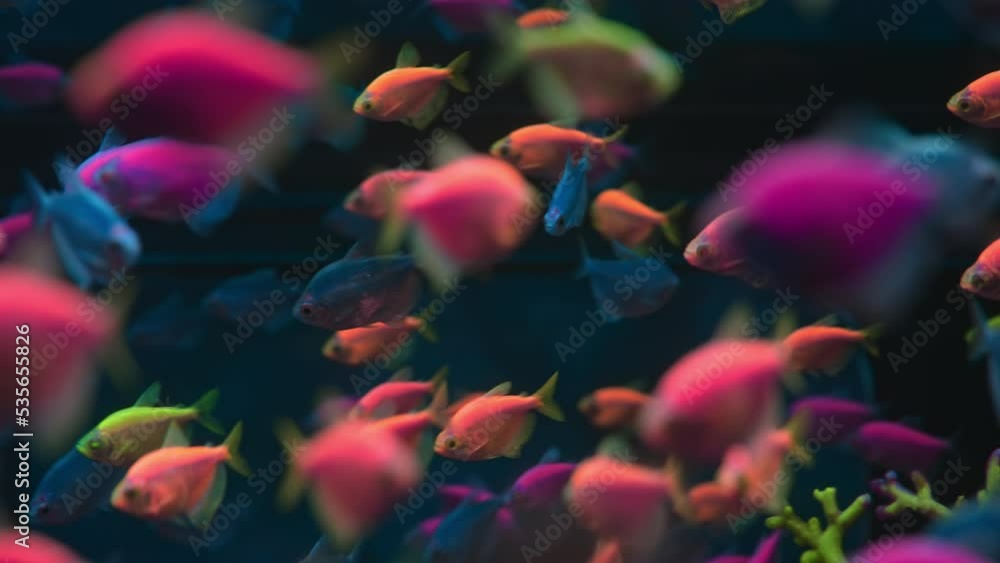 Tropical colored glofish - Gymnocorymbus ternetzi fish swimming in ...