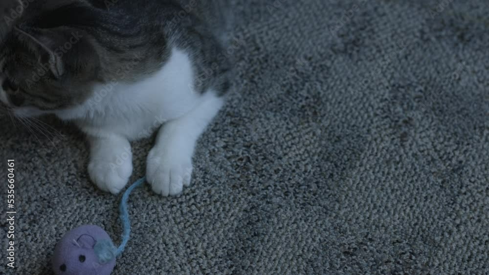 Cute White Grey Adolescent Cat 4K Stock Video | Adobe Stock