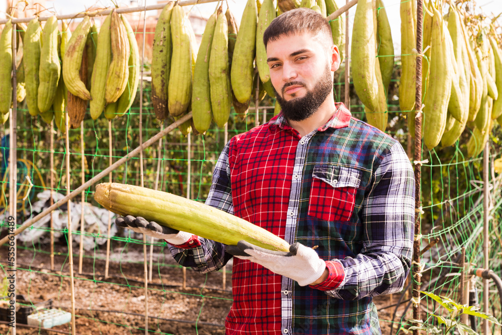 Male farmer gardening holding harvest of Bitter melon or Luffa plants ...