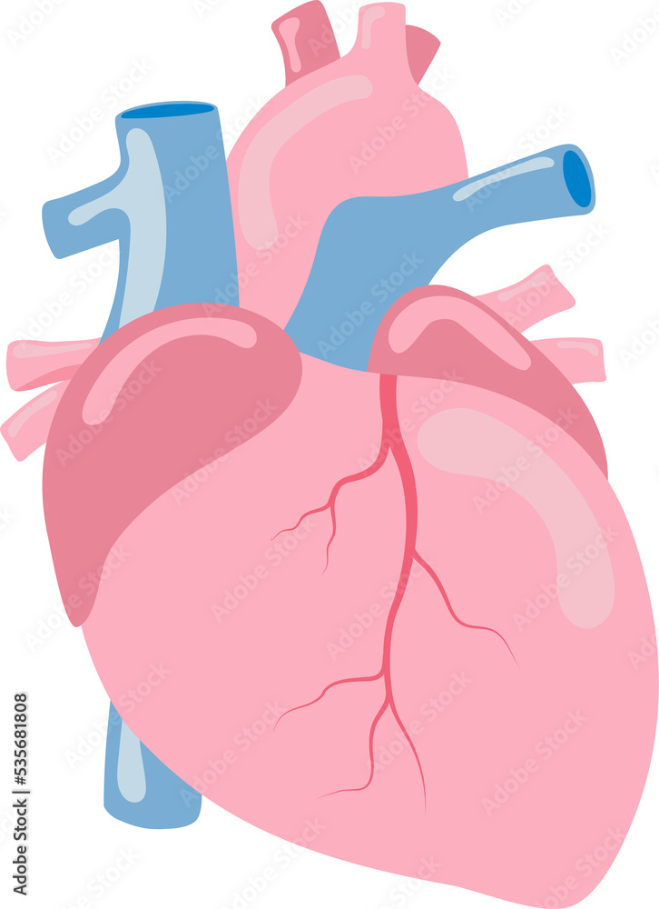 heart human internal organ anatomy vector illustration flat design ...