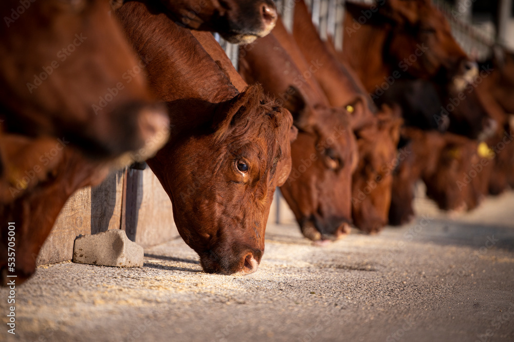 Beef cattle cows eating at the farm. Domestic animals husbandry. Stock ...