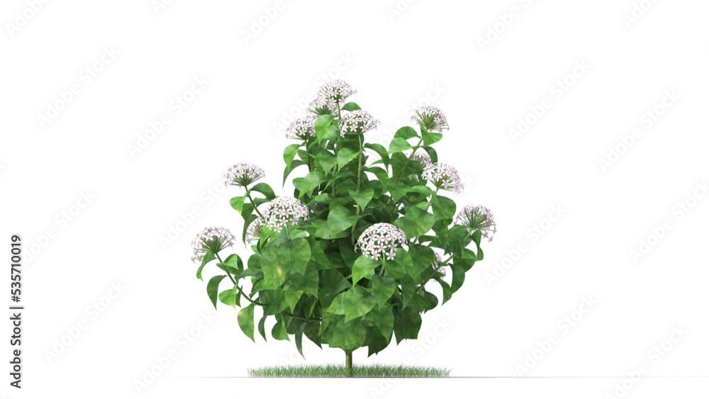 Hydrangea flower on a white background 3D animation, Flowering shrubs ...