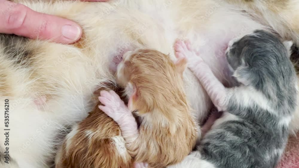 Newborn still wet baby kittens hungrily nurse on mothers milk. Stock ...