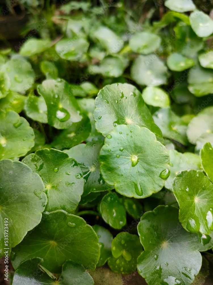 Fresh green leaves known as Centella Asiatica or cica or daun pegagan ...
