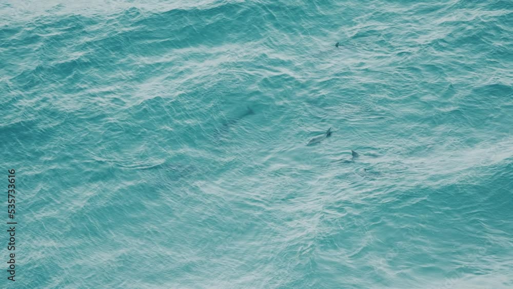 Vidéo Stock Dolphin Family fools around. One emerges and one strikes ...