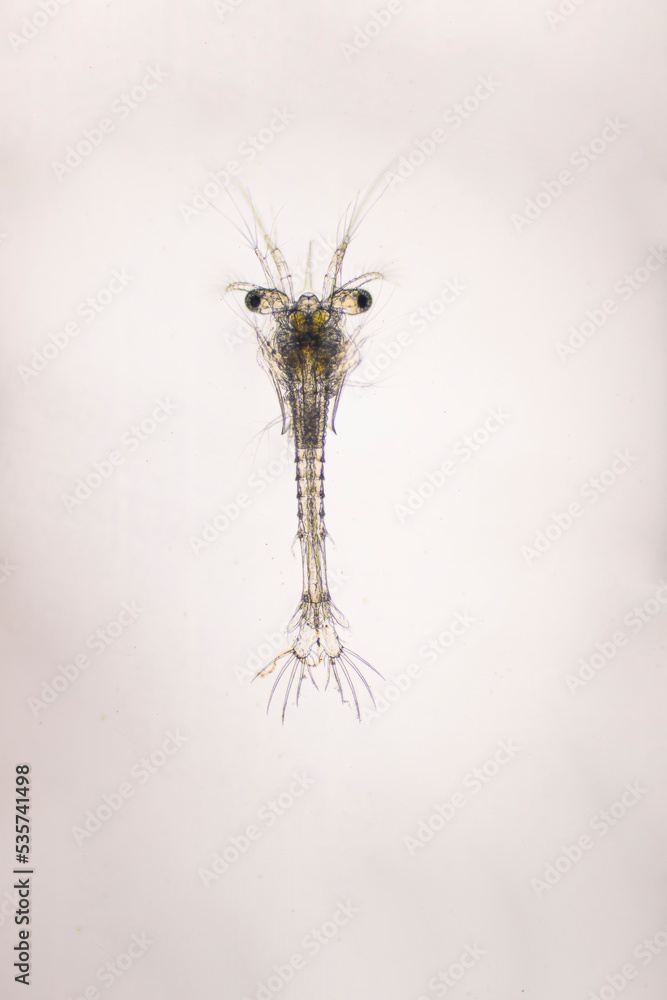 Shrimp, Zoea stage and Mysis stage of Vannamei shrimp in light ...