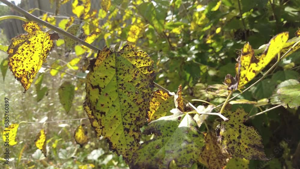 tree diseases. diseased leaves. affected tree leaves. 4k. Yellowed ...