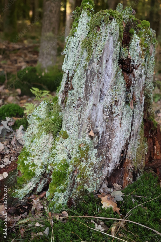 ein alter verwitterter vermooster grauer Baumstumpf im Wald Stock Photo ...