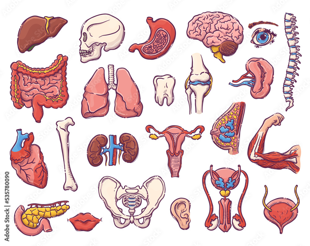 Humans and animals internal organs. Collection of body parts on a ...